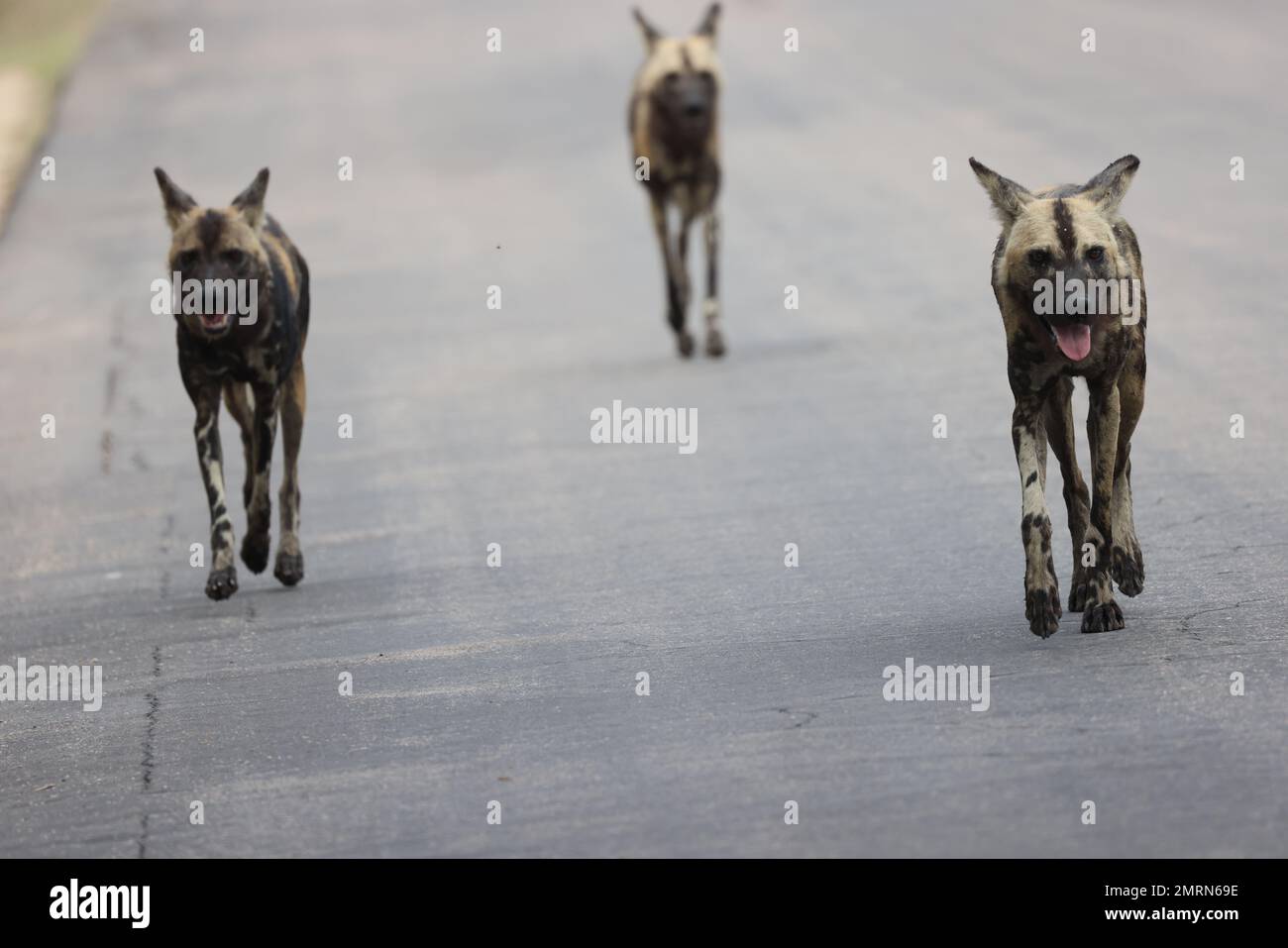 African wild dogs running hi-res stock photography and images - Alamy