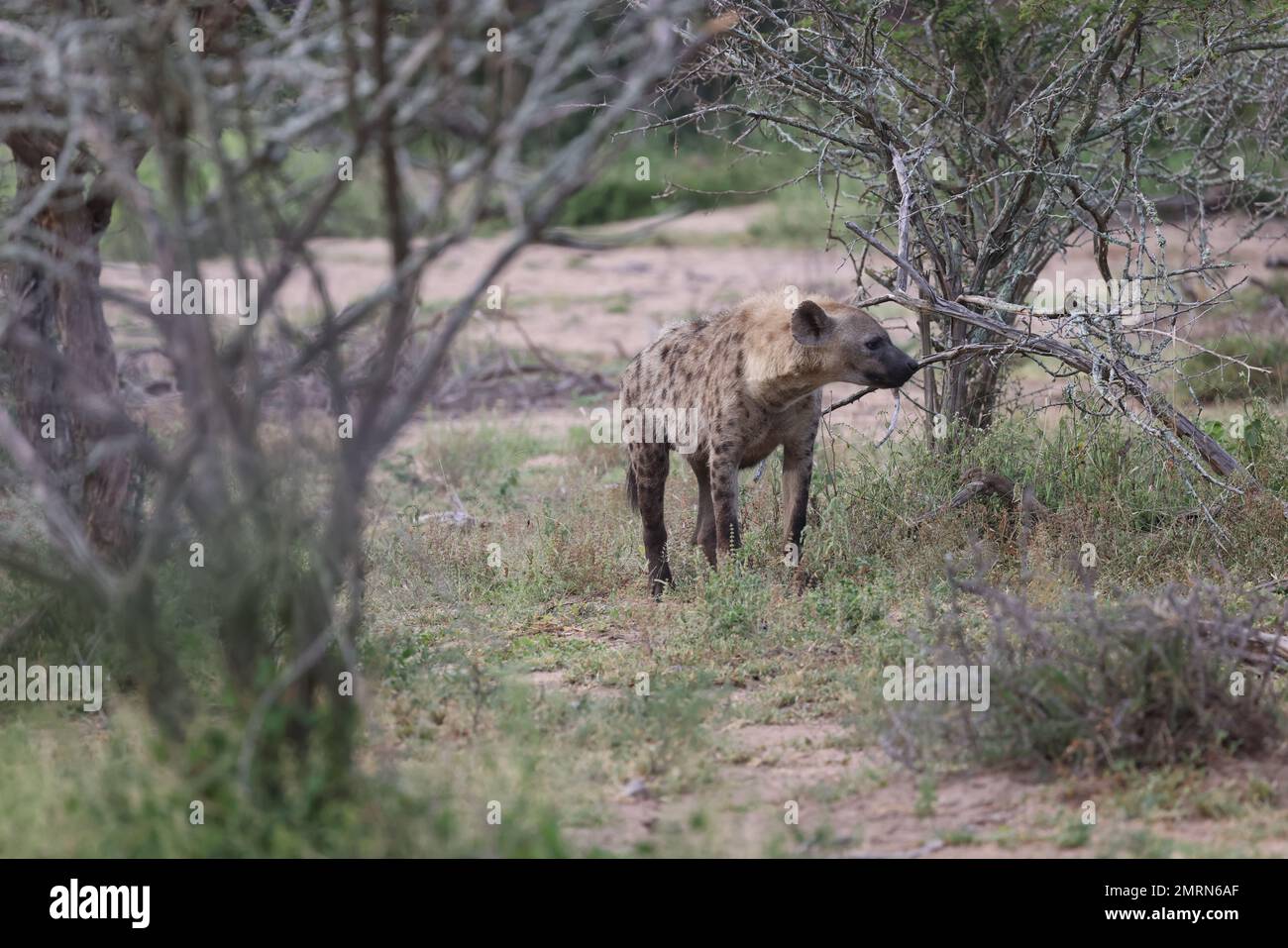Hyena species hi-res stock photography and images - Alamy