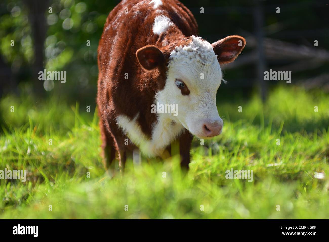 Furry cow calf in fresh green grass. Location: Tawharanui Peninsula New ...