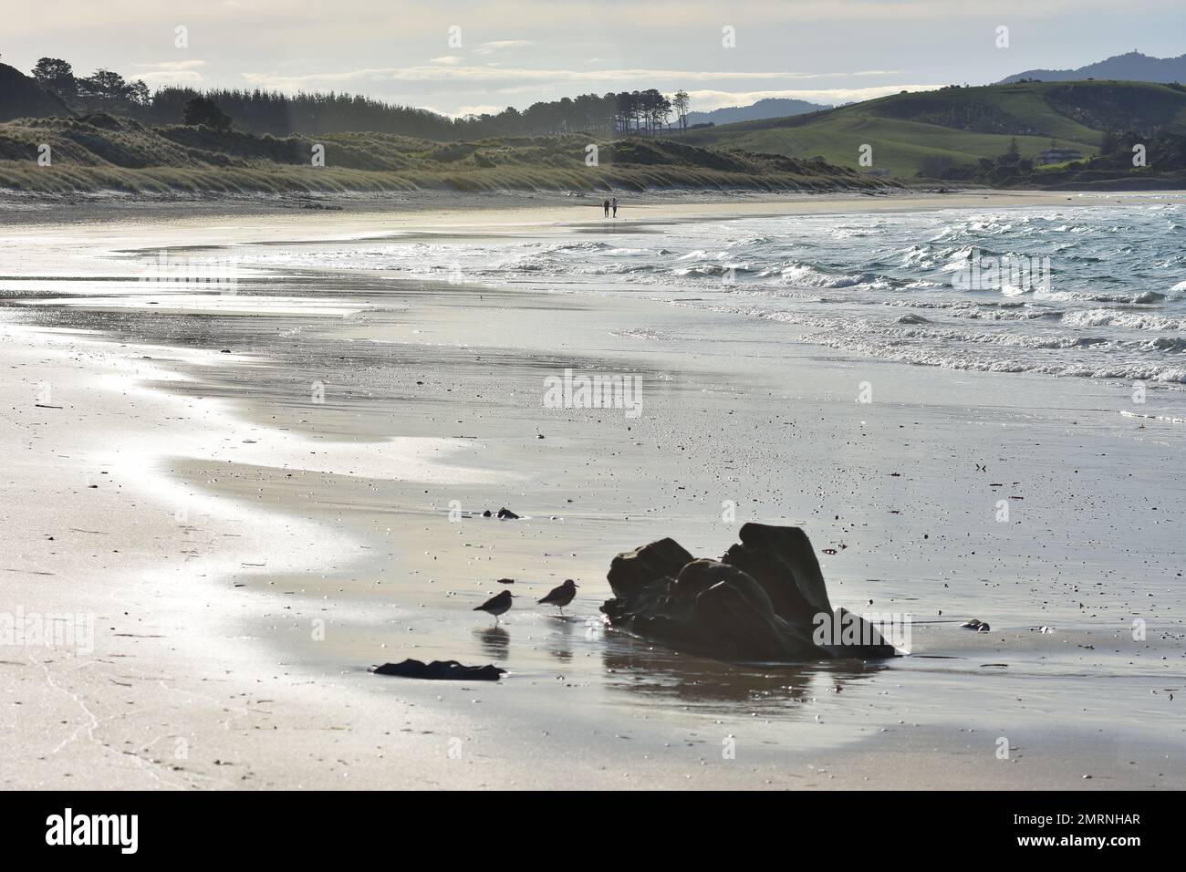 Sandy oceanic beach in bay lit with silver light. Location: Tawharanui ...