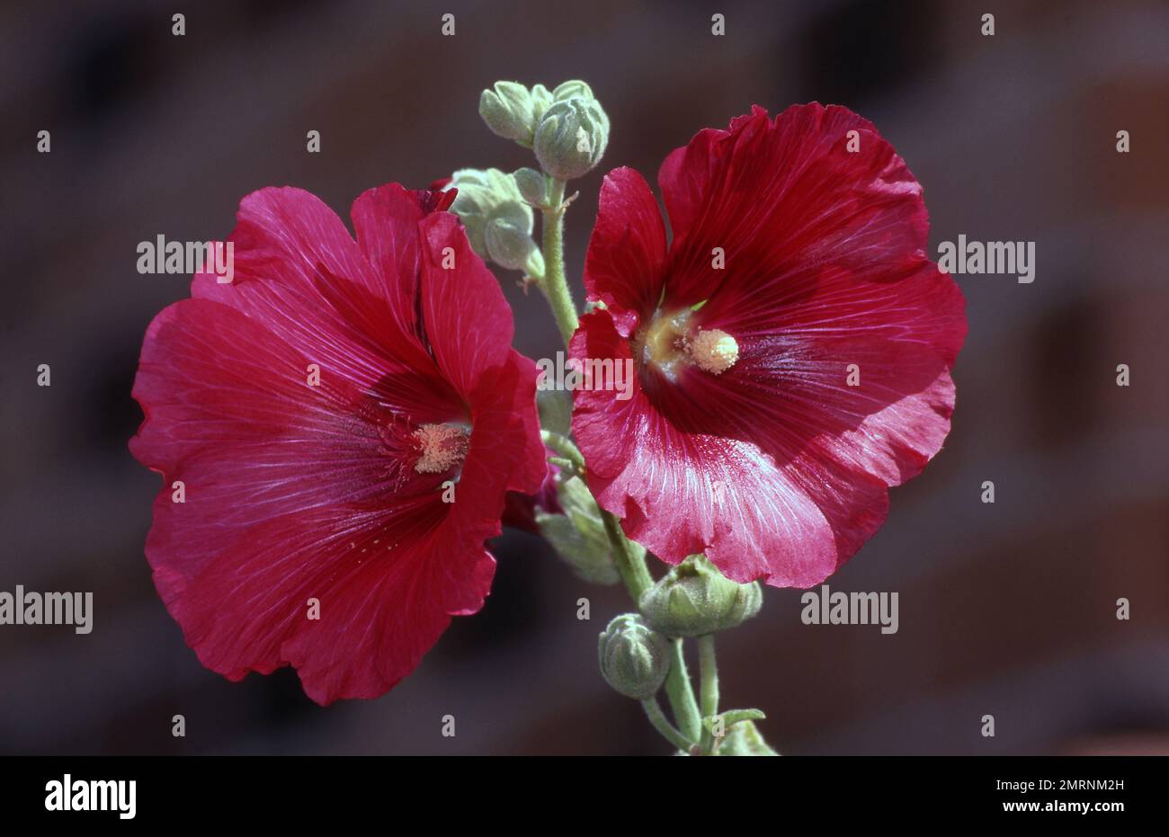 RED HOLLYHOCK (ALTHAEA ROSEA) FLOWERS Stock Photo - Alamy