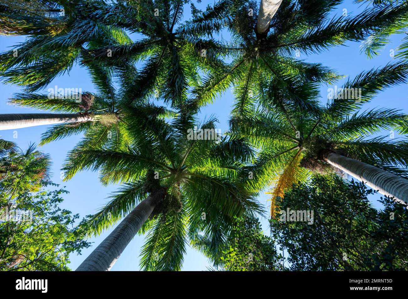 Canopy of Royal Palm - Roystonea regia - fronds in clear early morning ...