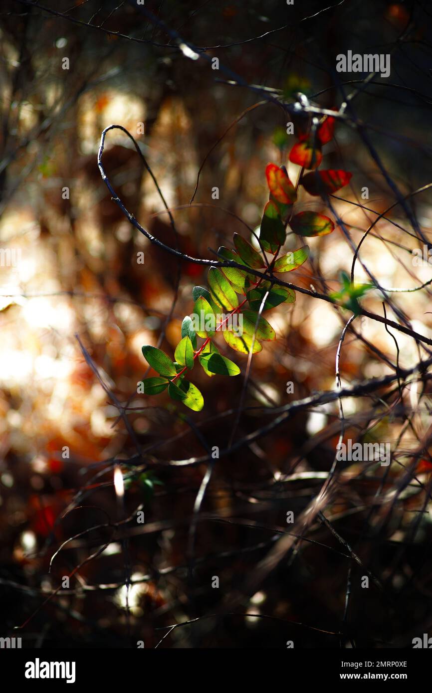 A closeup of deciduous branches of a plant with a green branch, sunlit ...