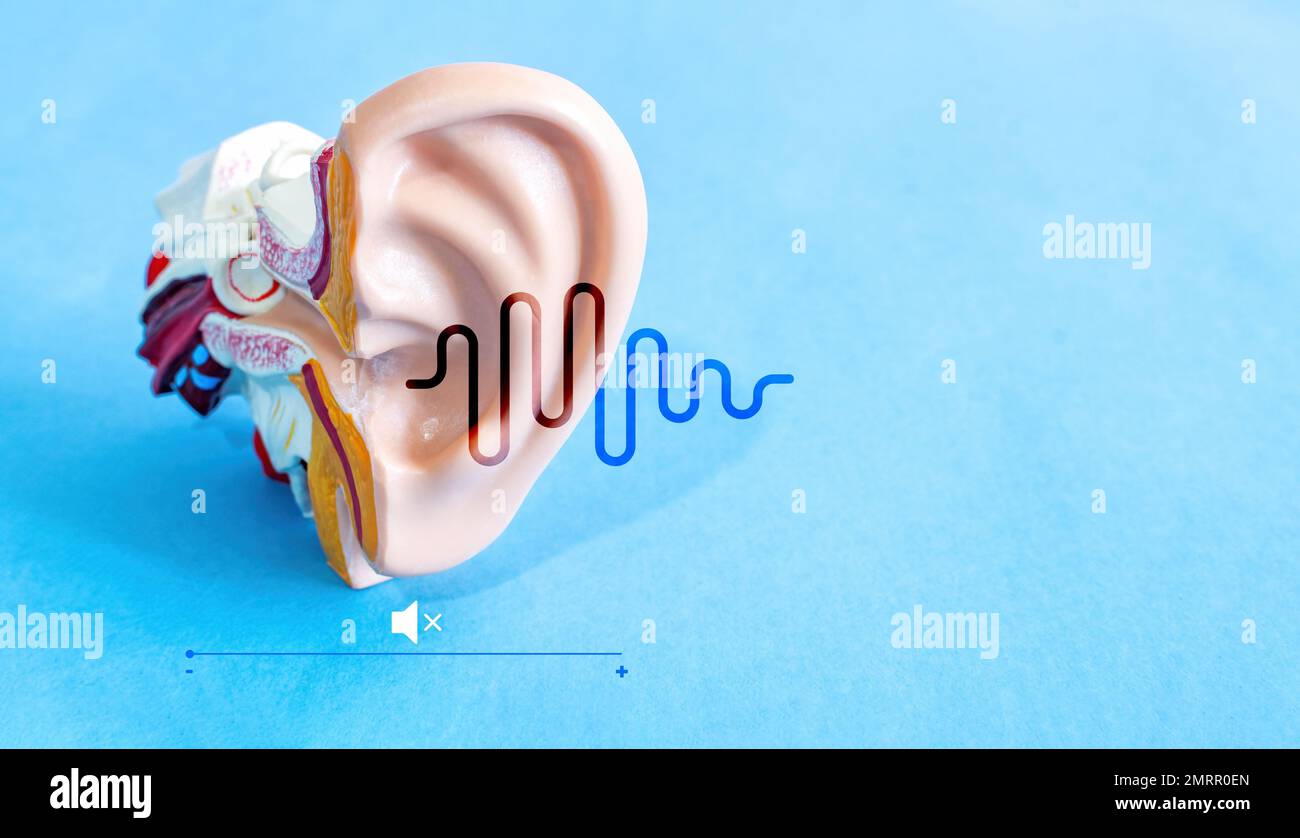 An illustration of an anatomical model of the human ear with luminous ...