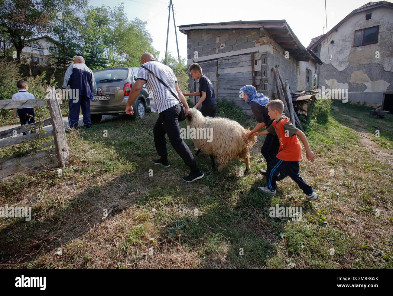People drag sheep for slaughter to celebrate Eid al-Adha, in Vlakovo ...