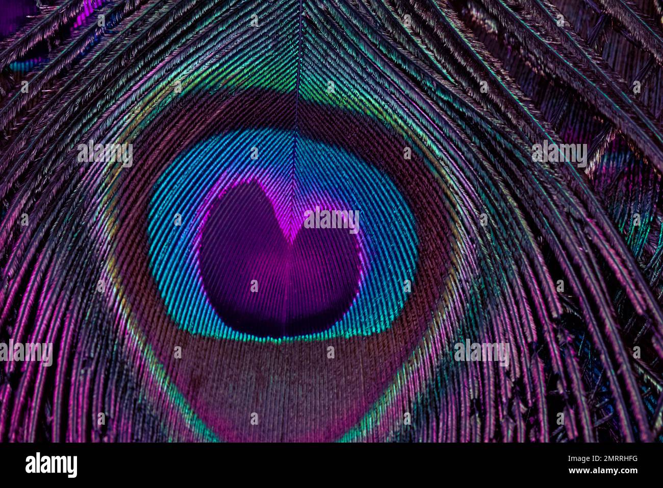 Peacock Feather Images High Resolution