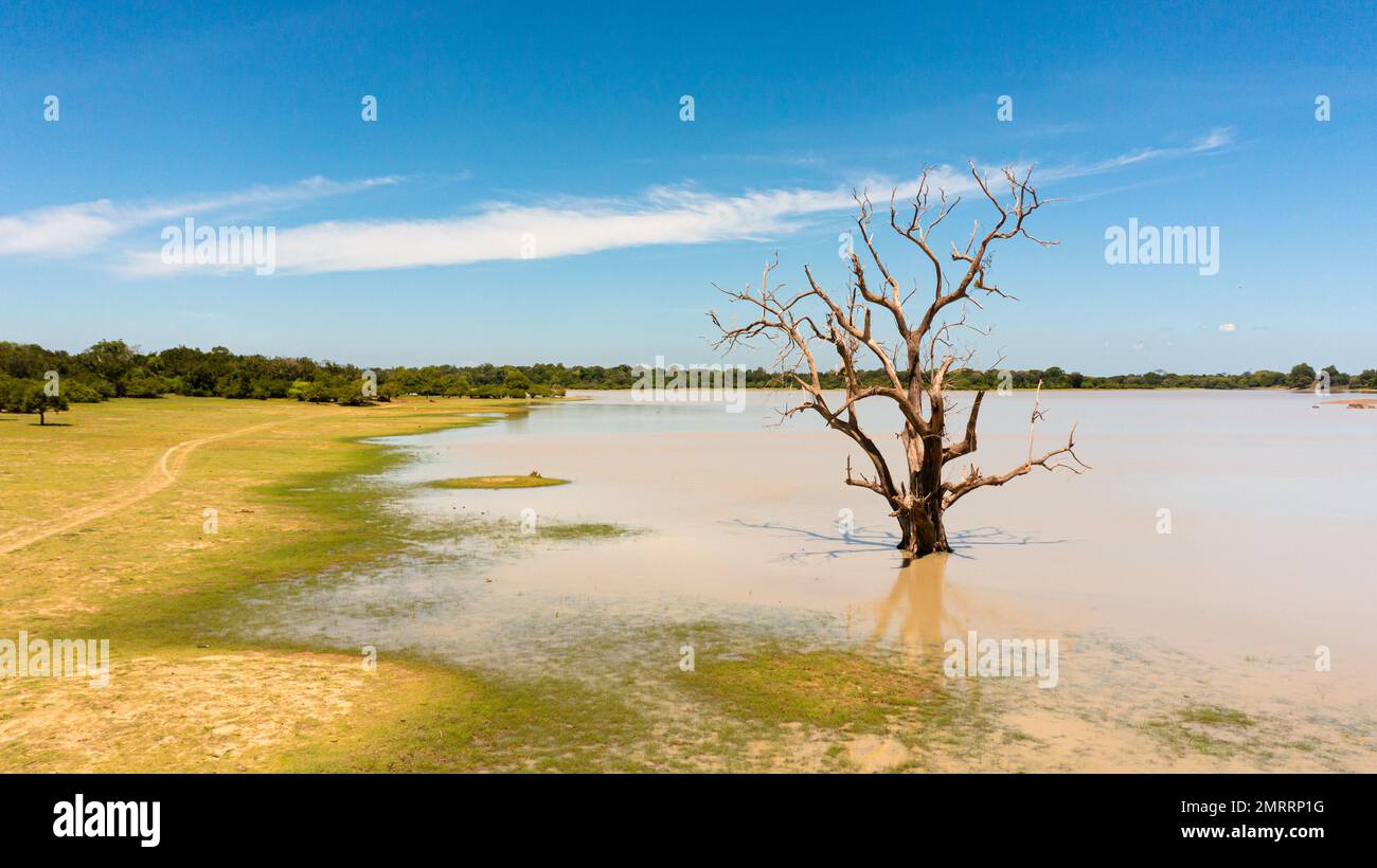 Aerial drone of withered dead tree in the lake. National Park of Sri ...