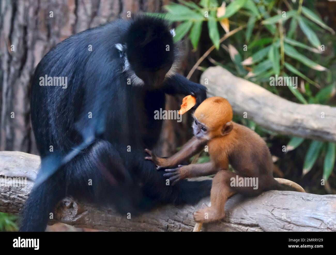 A baby male Francois' langur Monkey takes a bite to eat in his ...