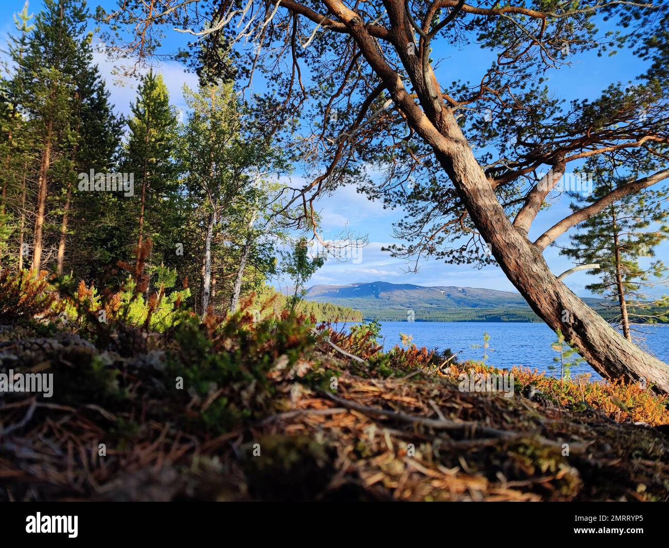 Foilage trees with autumn leaves by the lake with blue sky on the ...