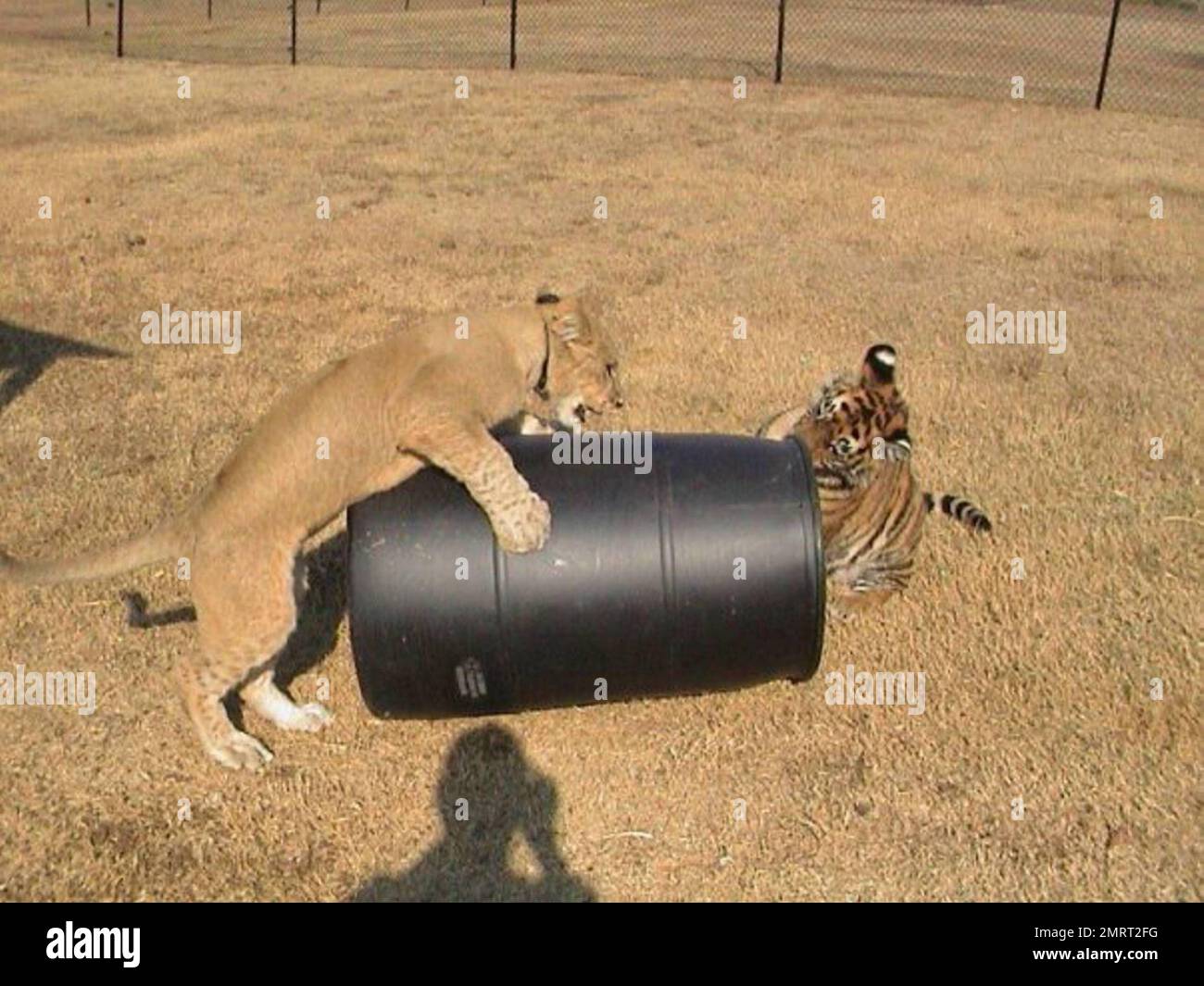 Ever heard of a Lion Tiger and Bear living together in perfect harmony ...