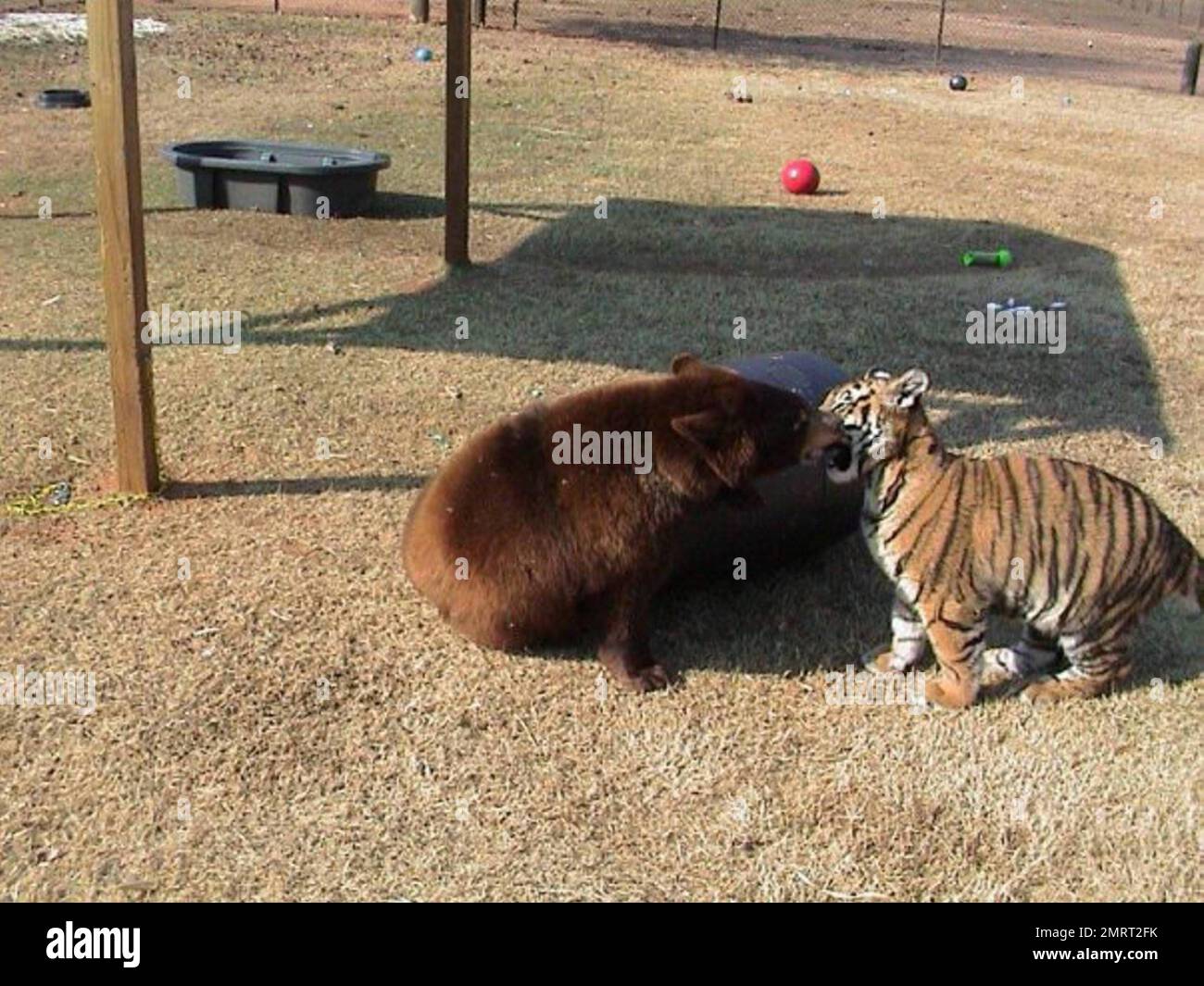 Ever heard of a Lion Tiger and Bear living together in perfect harmony ...