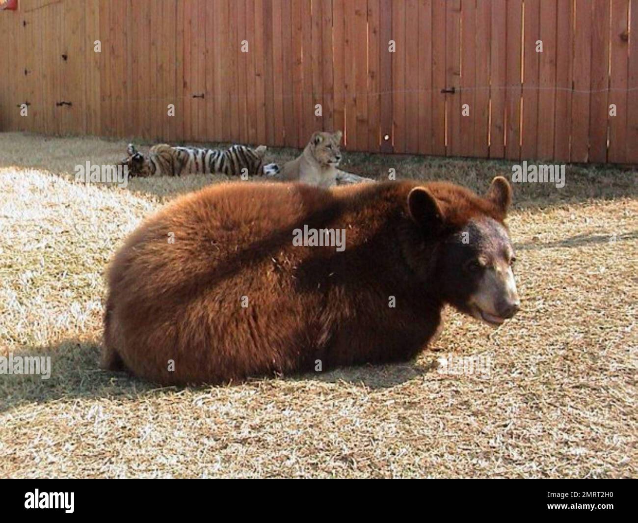Ever heard of a Lion Tiger and Bear living together in perfect harmony ...
