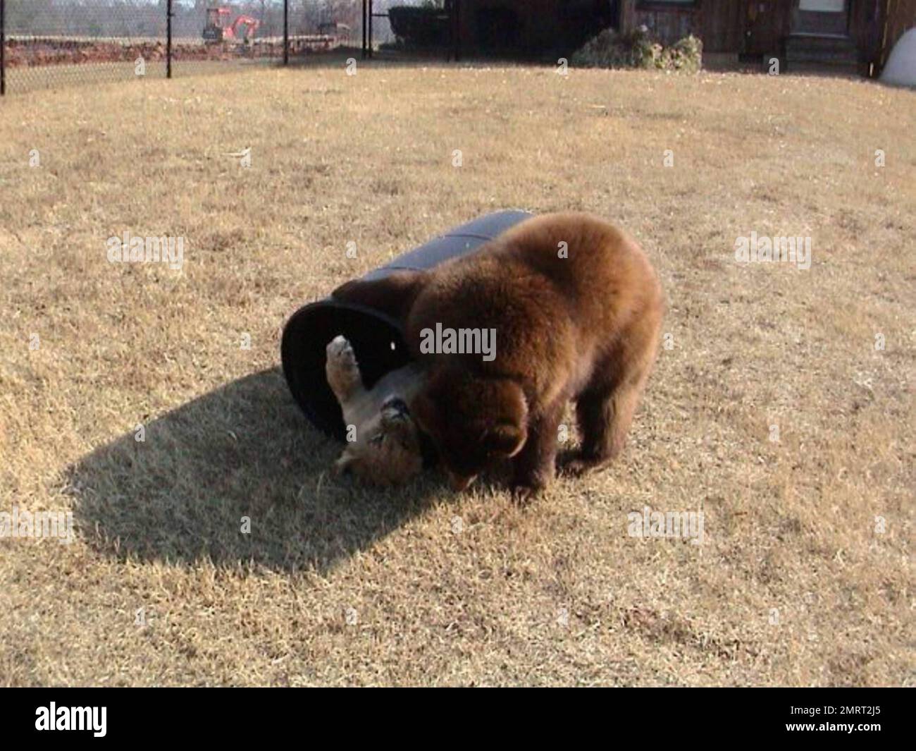 Ever heard of a Lion Tiger and Bear living together in perfect harmony ...