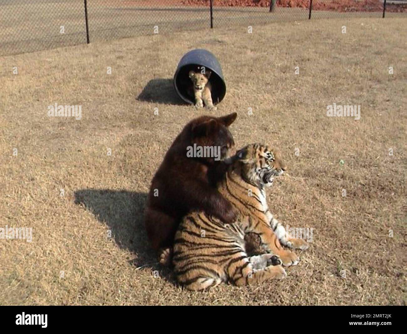 Ever heard of a Lion Tiger and Bear living together in perfect harmony ...