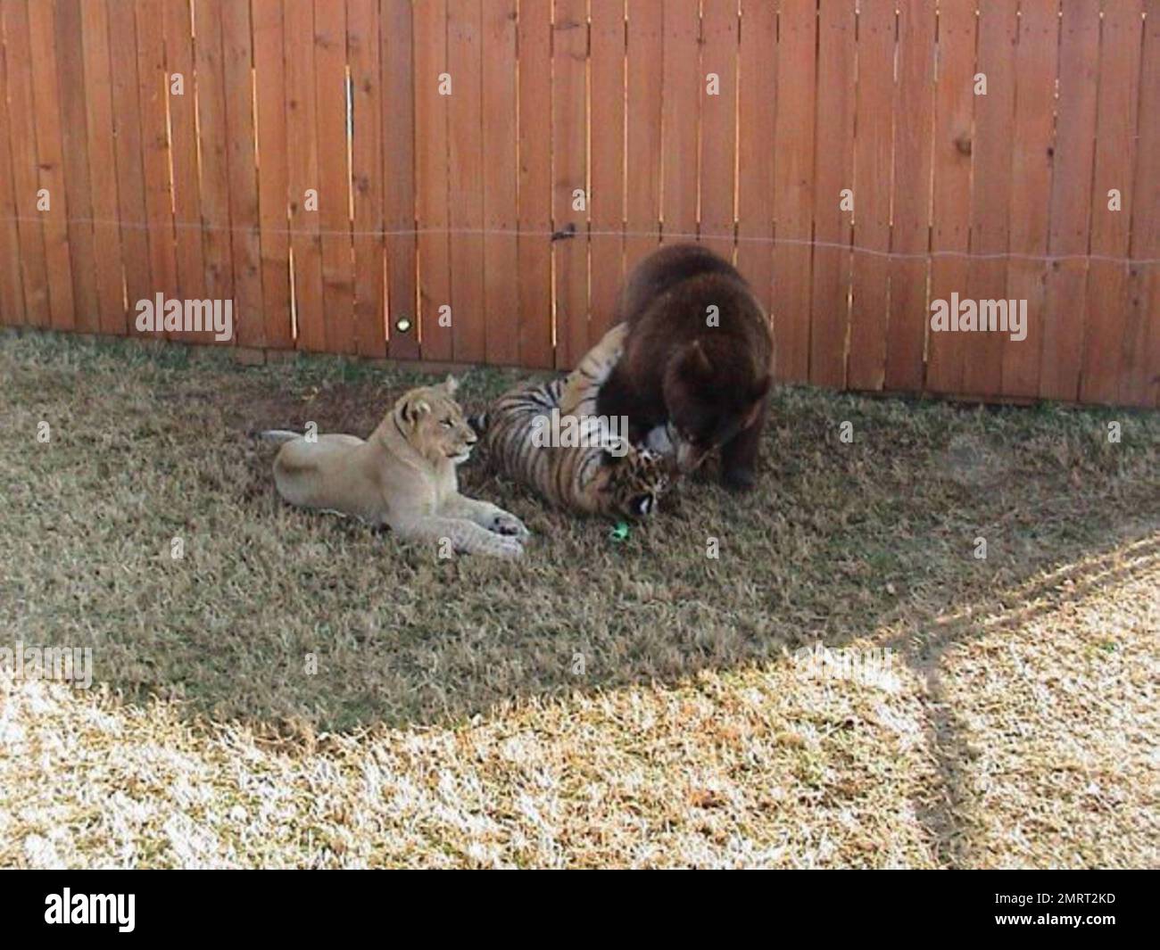Ever heard of a Lion Tiger and Bear living together in perfect harmony ...