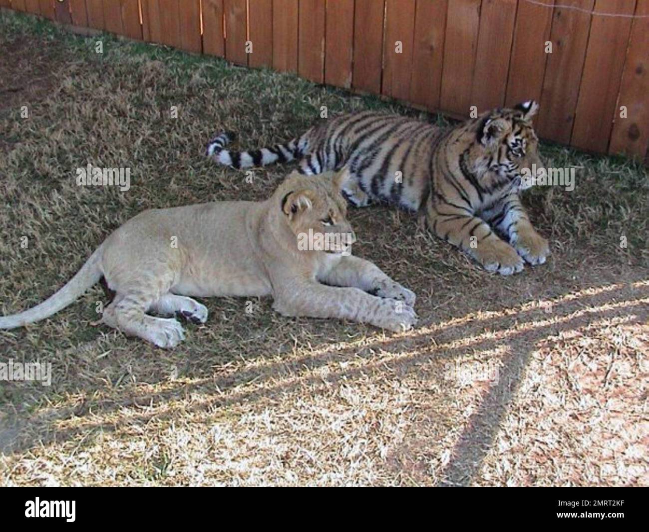 Ever heard of a Lion Tiger and Bear living together in perfect harmony ...