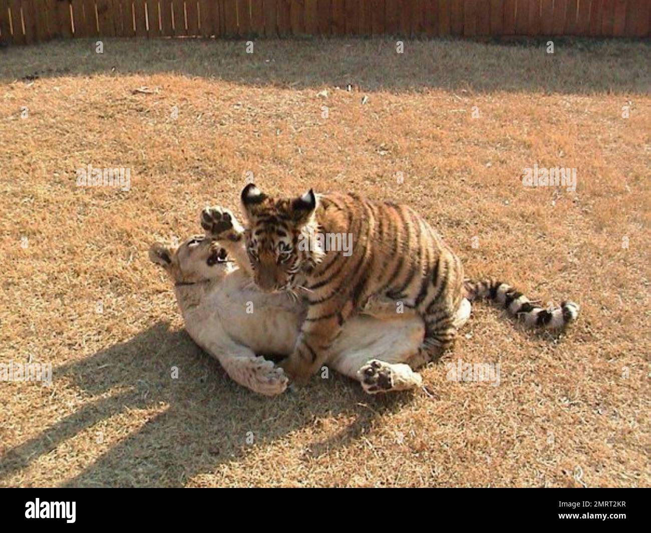 Ever heard of a Lion Tiger and Bear living together in perfect harmony ...