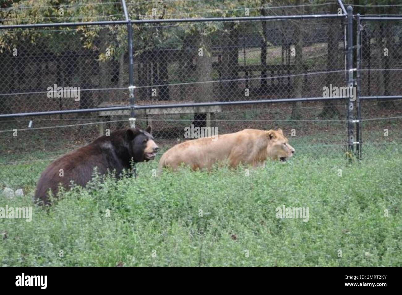 Ever heard of a Lion Tiger and Bear living together in perfect harmony ...