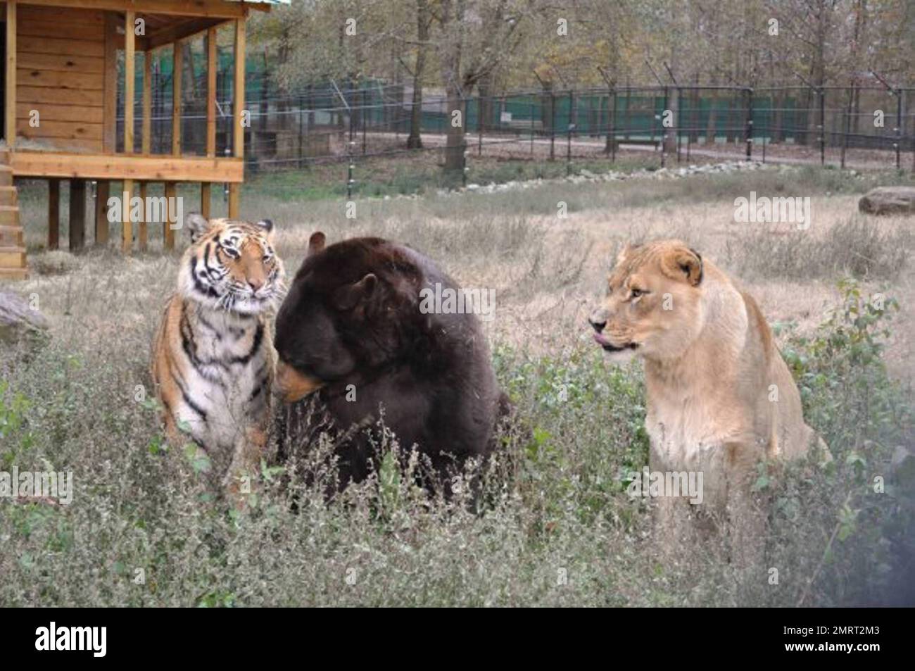 Lion Vs Tiger Vs Bear