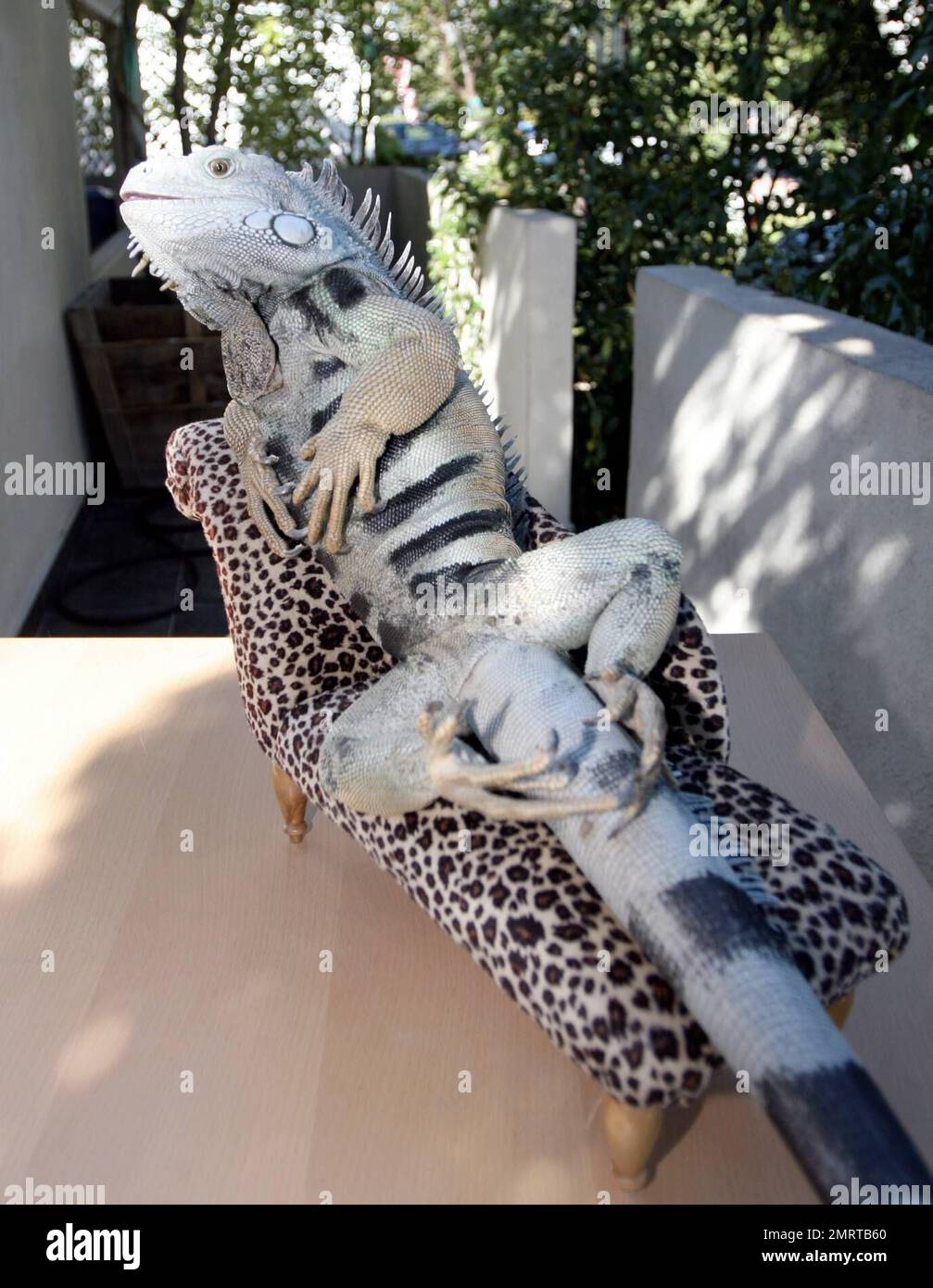 Exclusive!! Henry Lizardlover snuggles up with some of his lizard ...