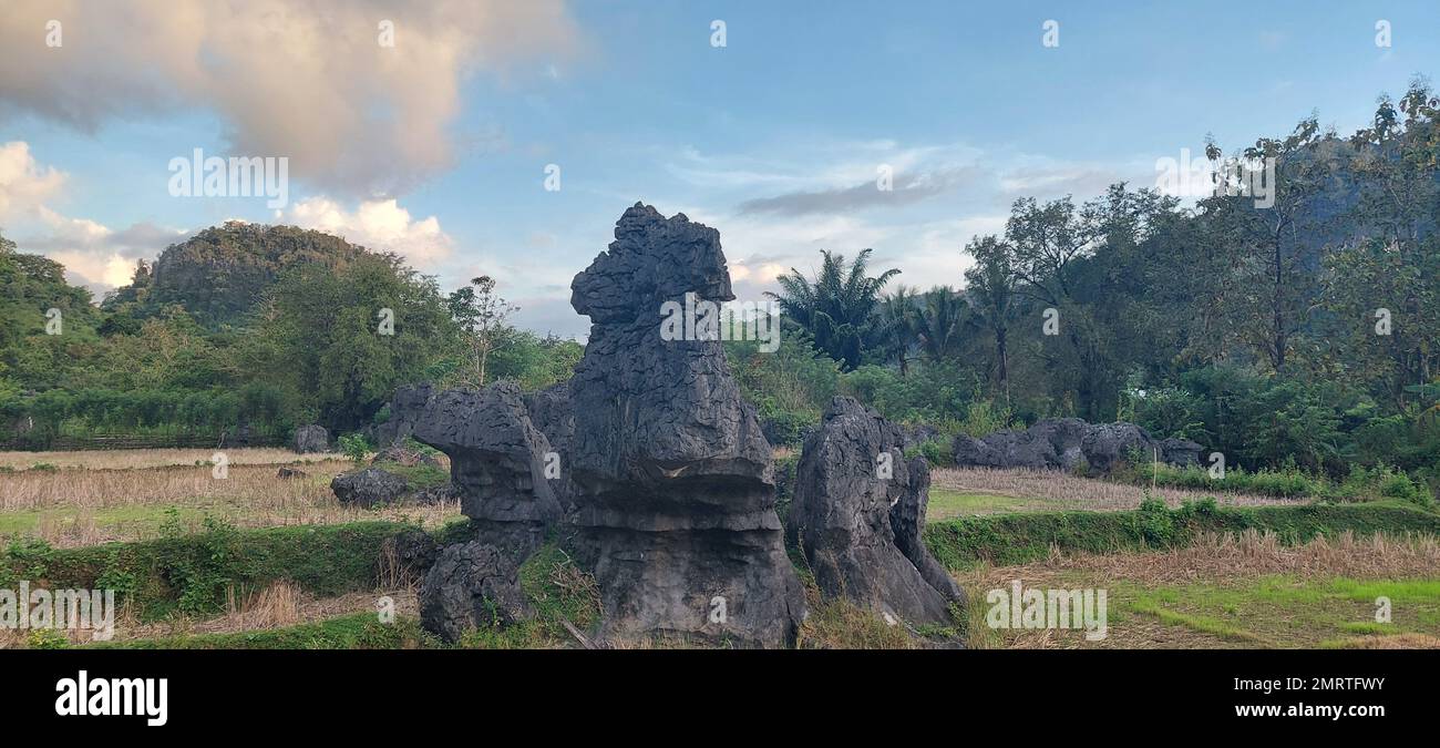 Natural Landscape of Indonesia. Green trees in forest. Day time photo ...