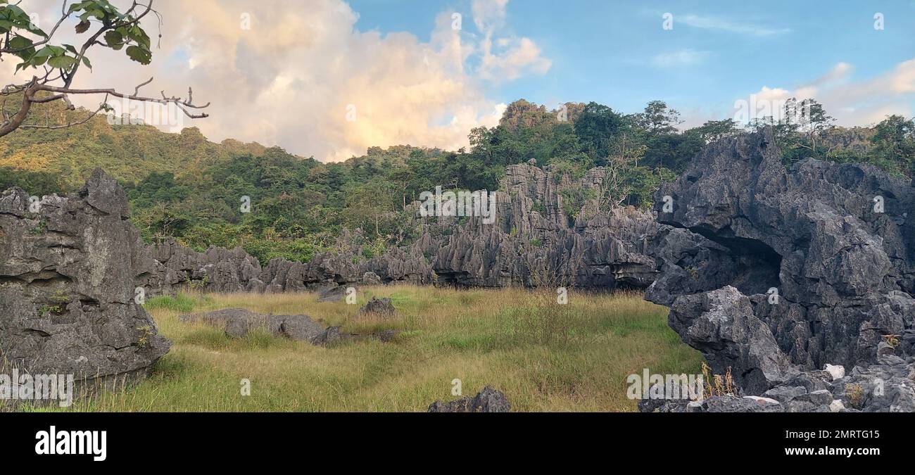 Natural Landscape of Indonesia. Green trees in forest. Day time photo ...