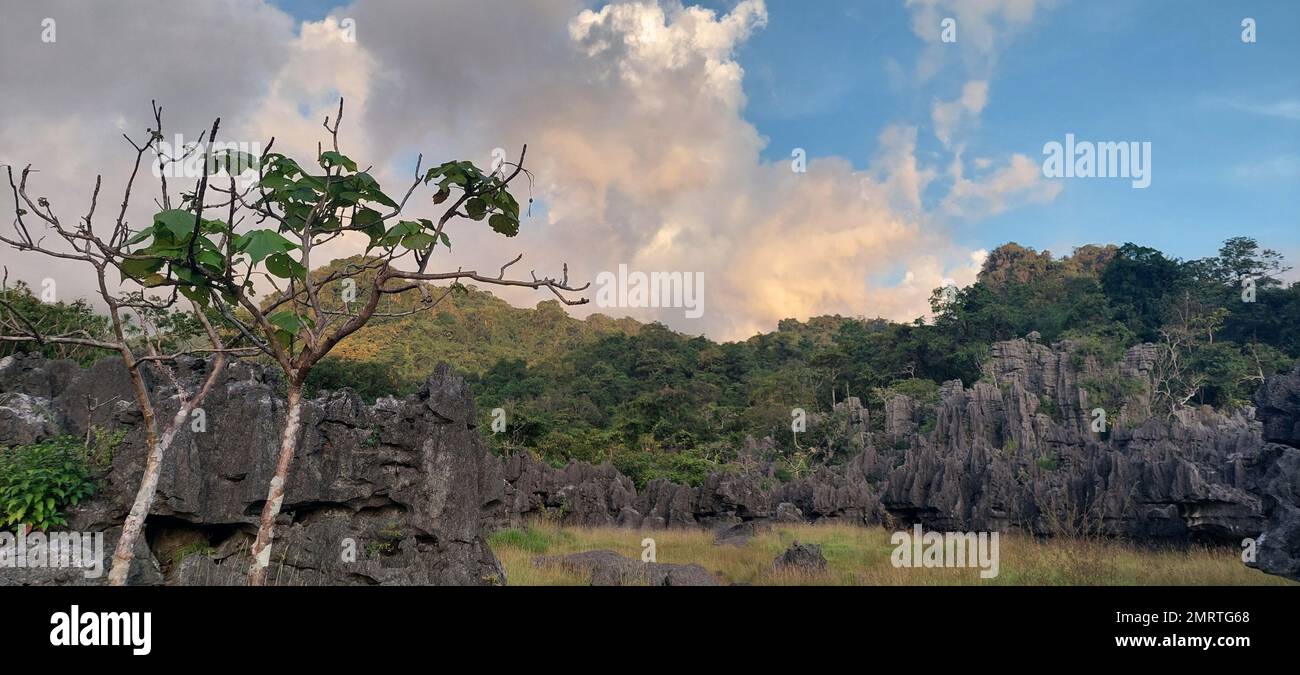 Natural Landscape of Indonesia. Green trees in forest. Day time photo ...
