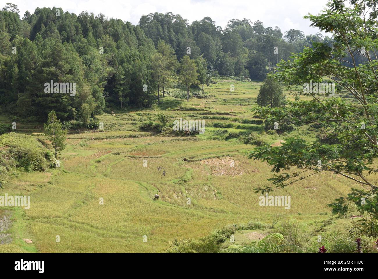 Tropical forest in Indonesia, Southeast Asia. Green trees and hilly ...