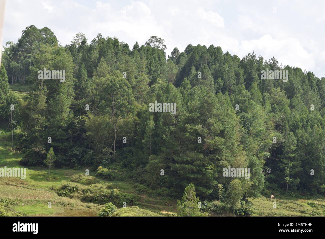 Tropical forest in Indonesia, Southeast Asia. Green trees and hilly ...