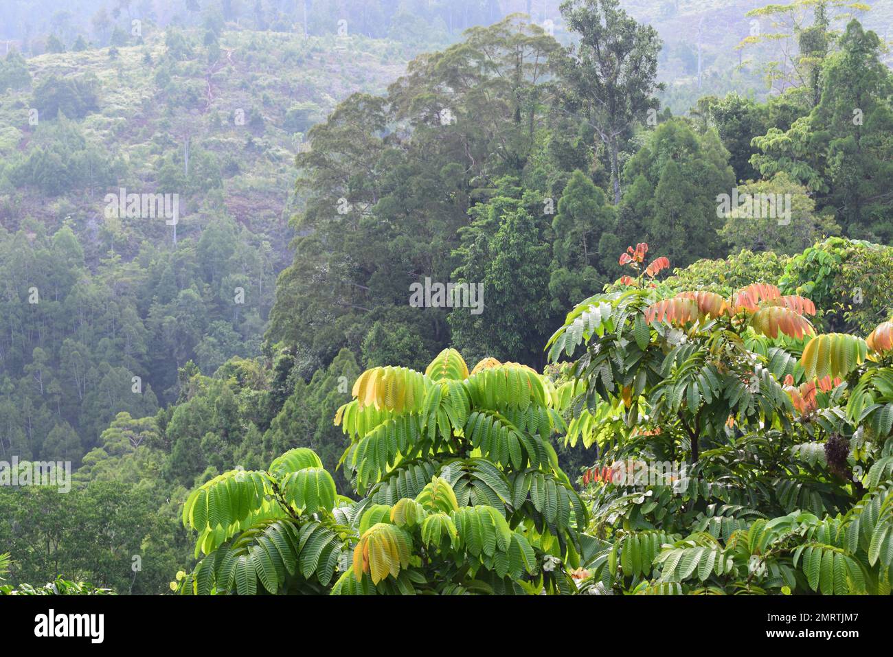 Tropical forest on Papua Island, green trees and hilly Stock Photo - Alamy