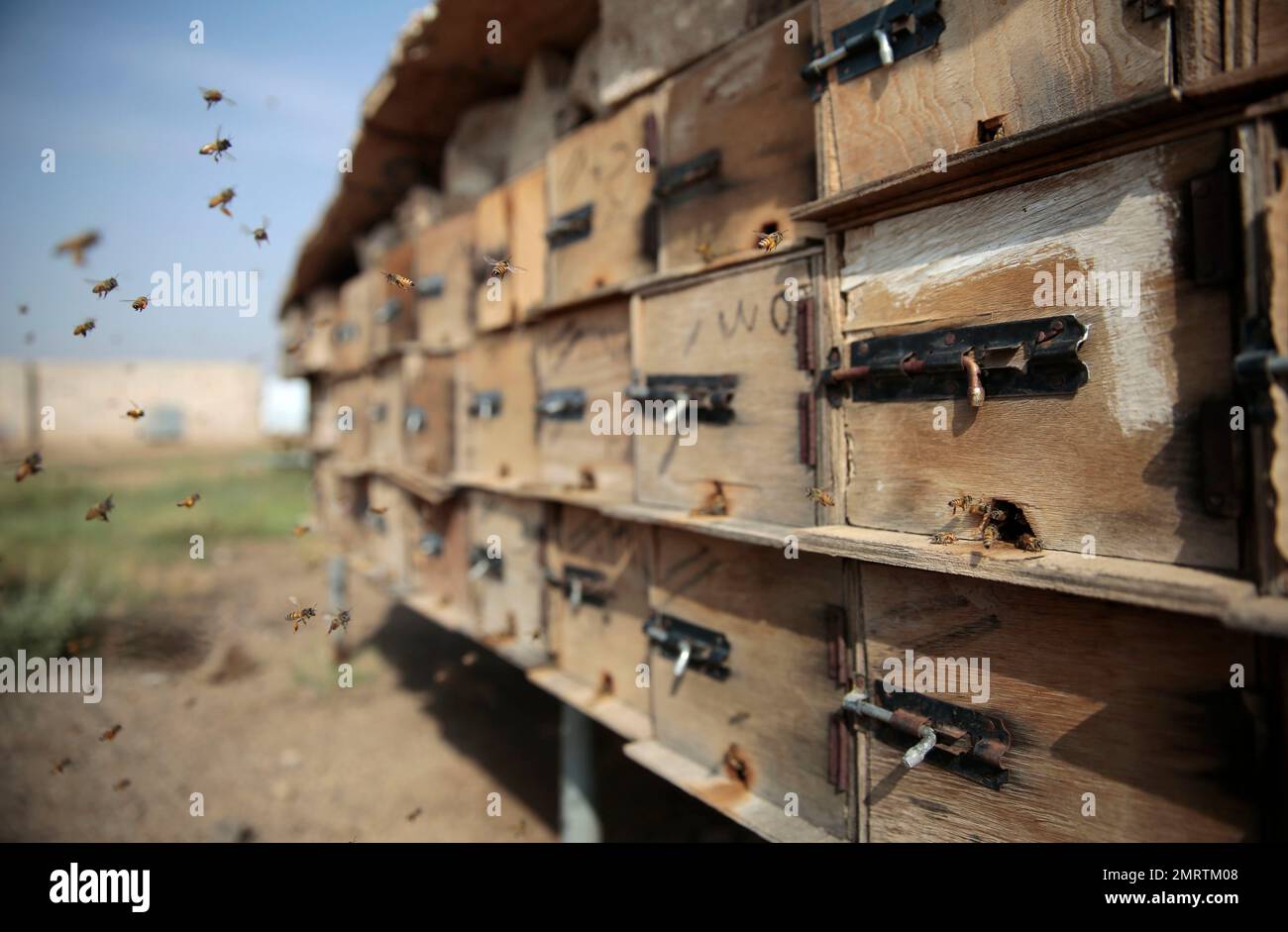 Honey bees, fly to their beehives, at a bee farm in the outskirts of ...
