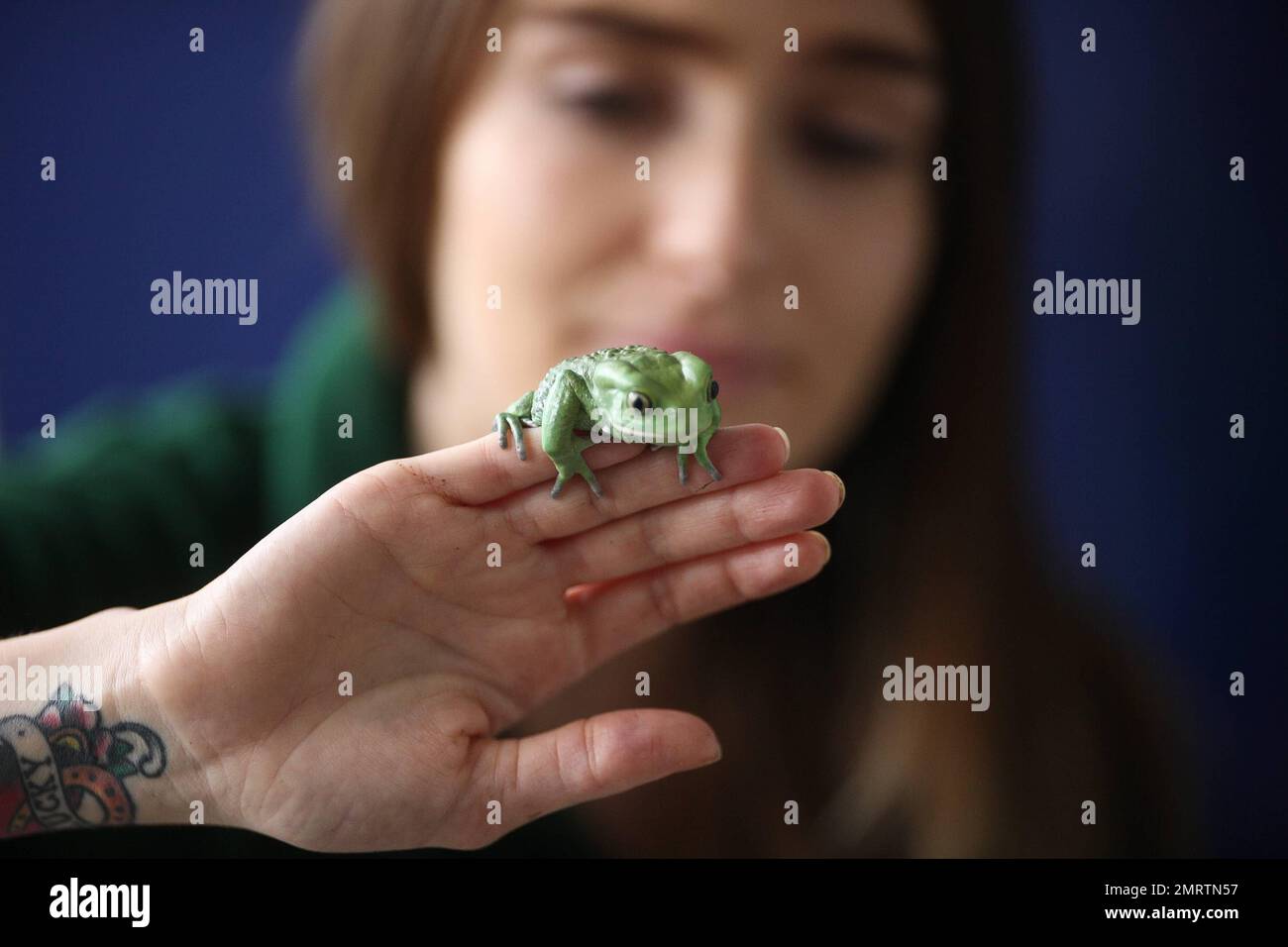 The entire animal community is counted during the annual London Zoo ...