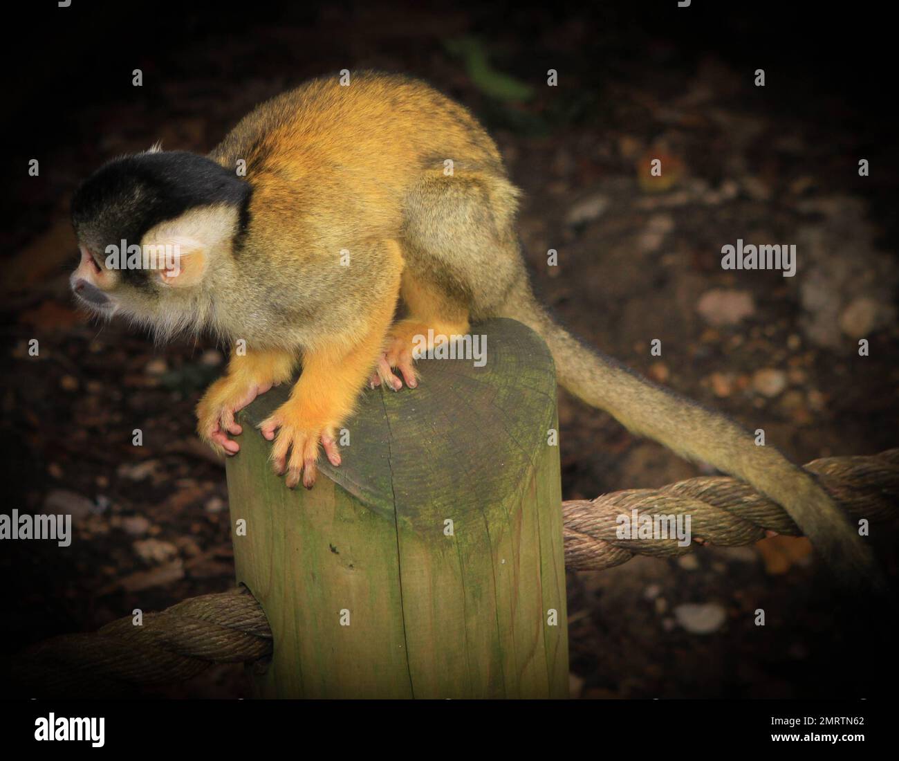 The entire animal community is counted during the annual London Zoo ...