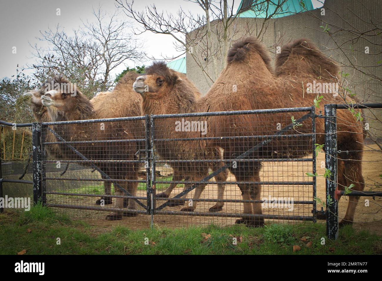 The entire animal community is counted during the annual London Zoo ...