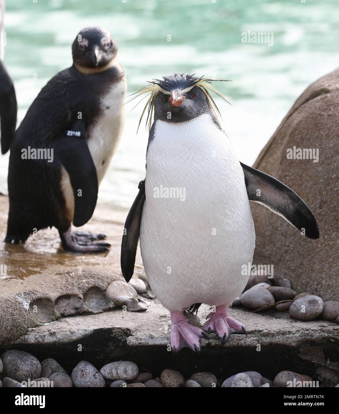 The entire animal community is counted during the annual London Zoo ...