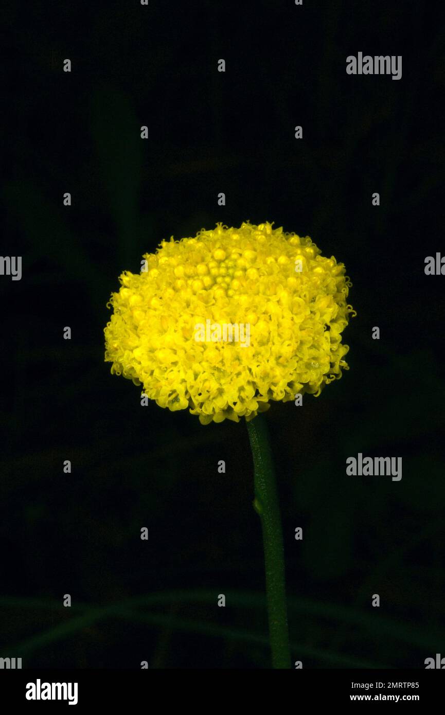 This flower is called Button Everlasting (Helichrysum Scorpioides ...