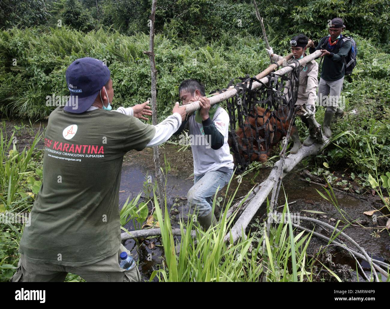 In this Thursday, Aug. 10, 2017 photo, conservationists of Sumatran ...