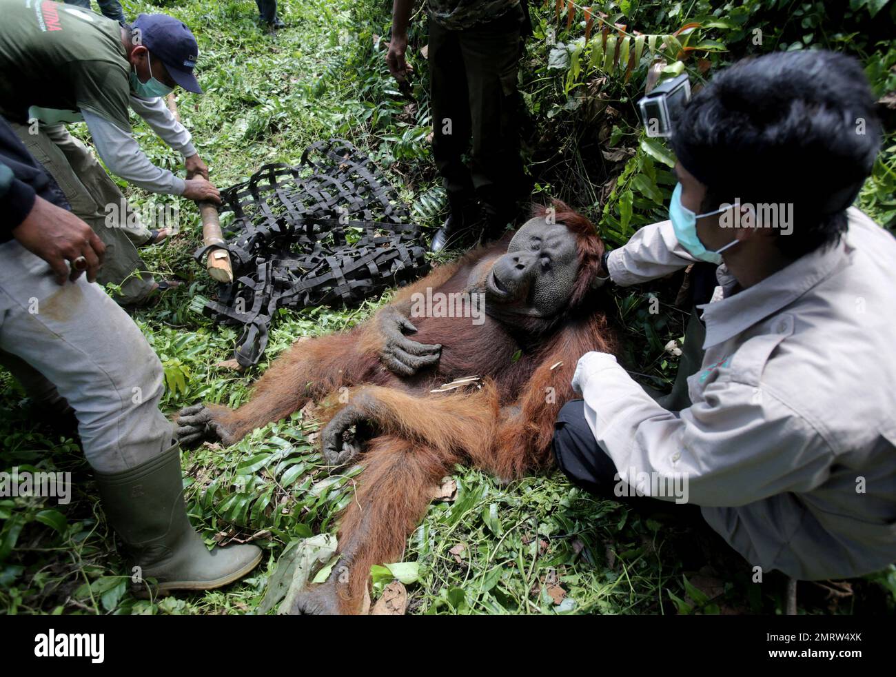 In this Thursday, Aug. 10, 2017 photo, conservationists of Sumatran ...