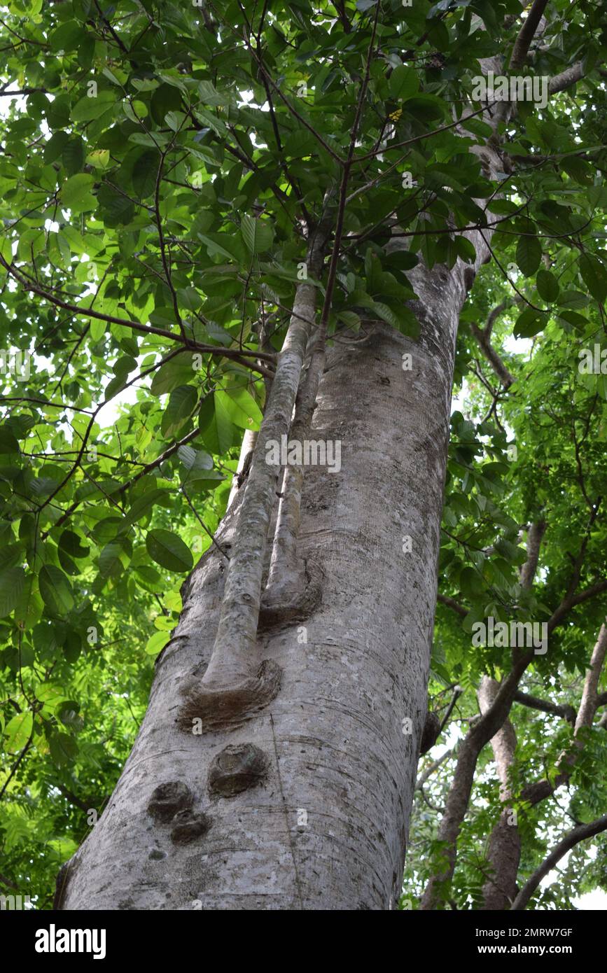 view of green trees from below, in tropical forest Stock Photo - Alamy