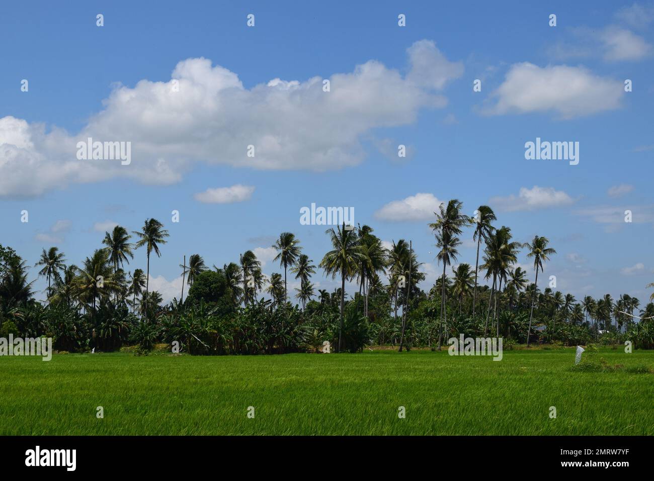 Process paddy into rice hi-res stock photography and images - Alamy