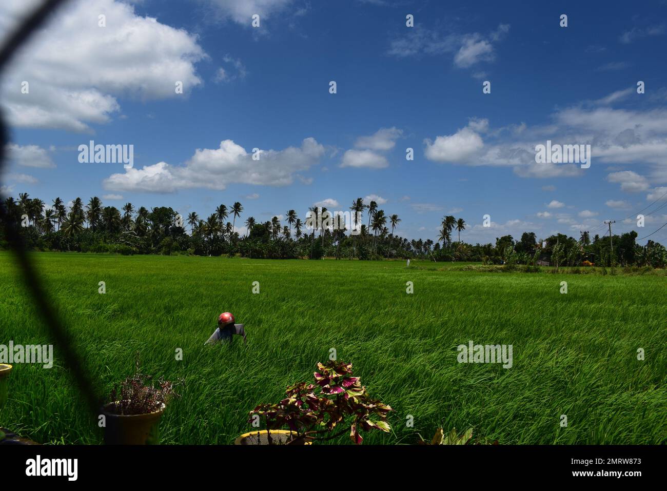 Paddy production hi-res stock photography and images - Alamy