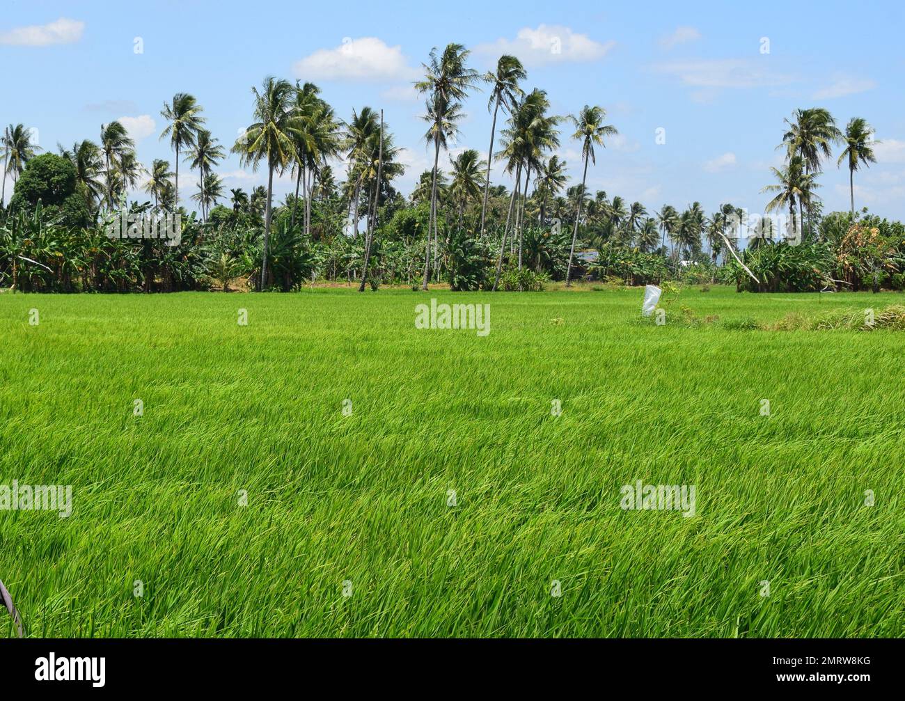 green rice in paddy fields in rural Indonesia. Green or natural ...
