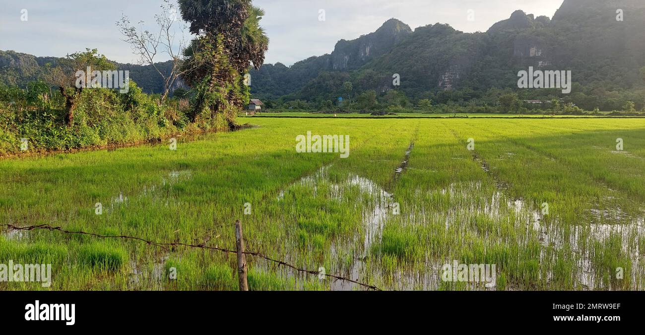 green rice in paddy fields in rural Indonesia. Green or natural ...