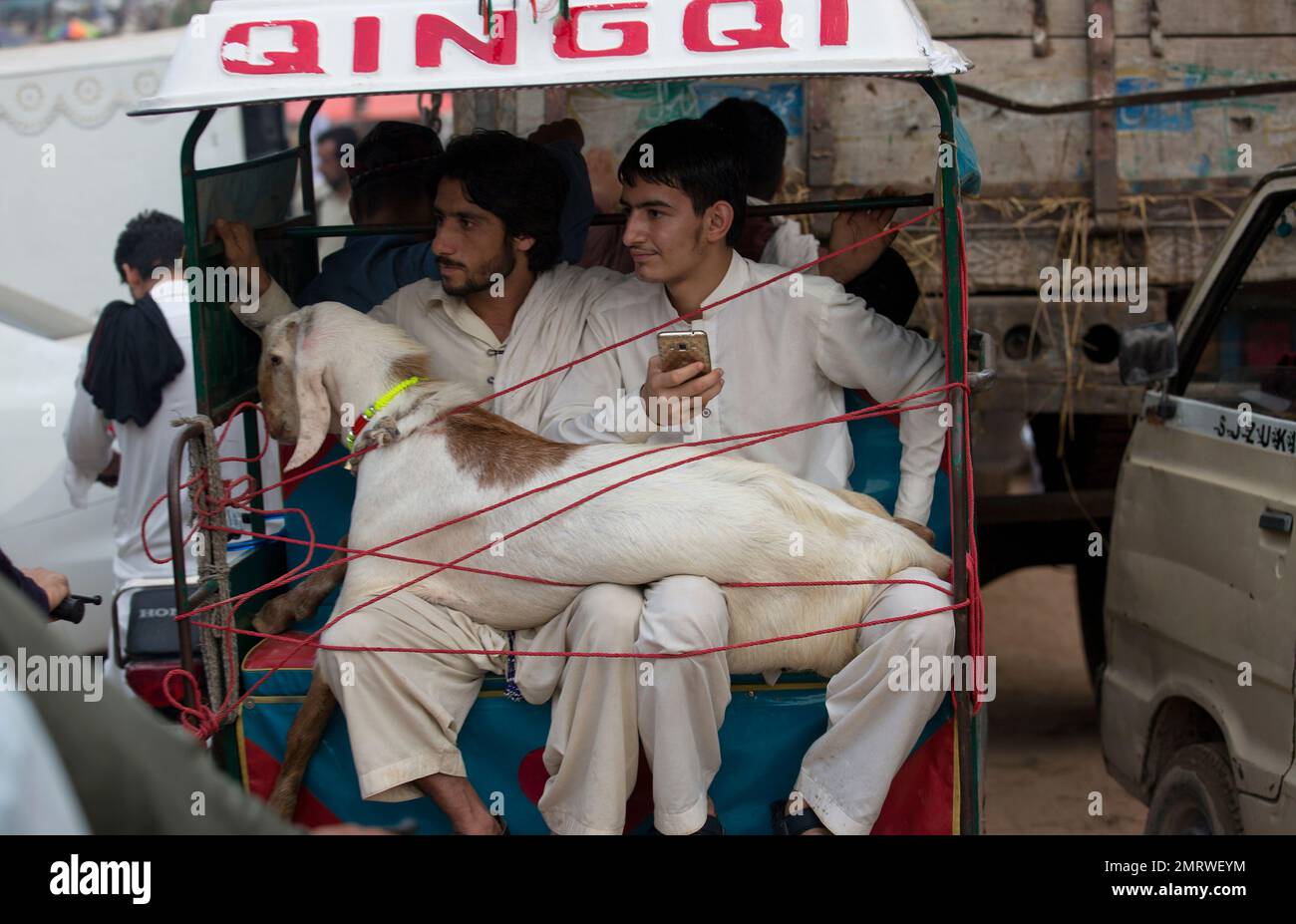 People carry their animal in a rickshaw they bought from a cattle ...