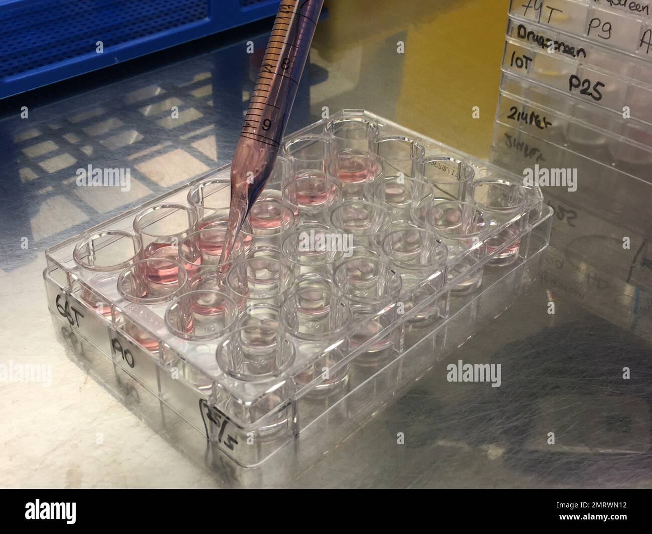 Samples of mini organs are prepared at the Hubrecht Institute in ...