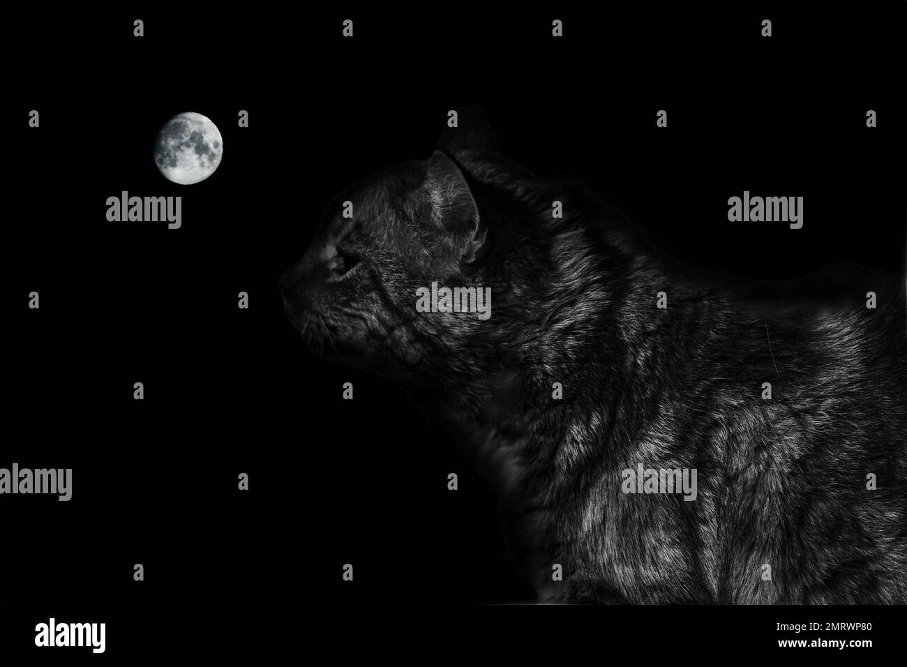 A closeup grayscale of a furry cat before the moon on a black ...