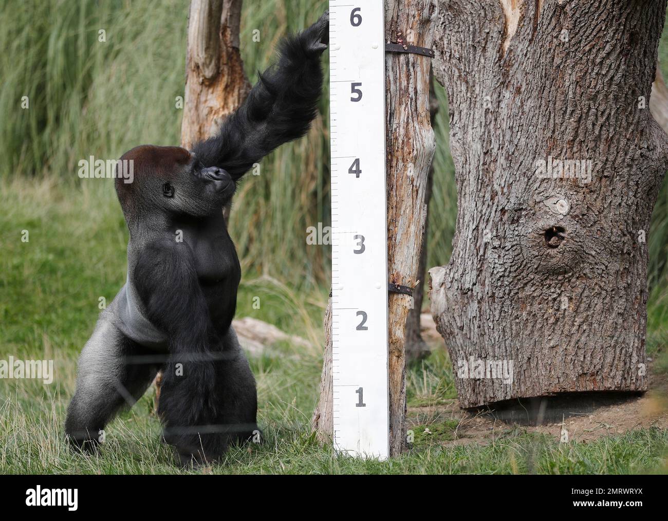 Silverback Gorilla, Kumbuka looks, at a measuring board during the ...