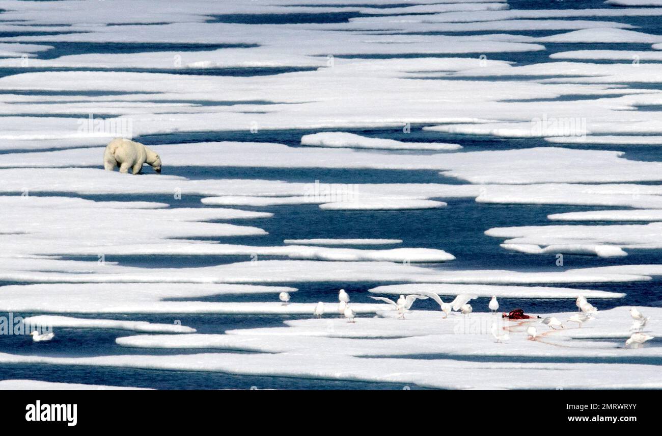 A polar bear walks away after feasting on the carcass of a seal on the ...