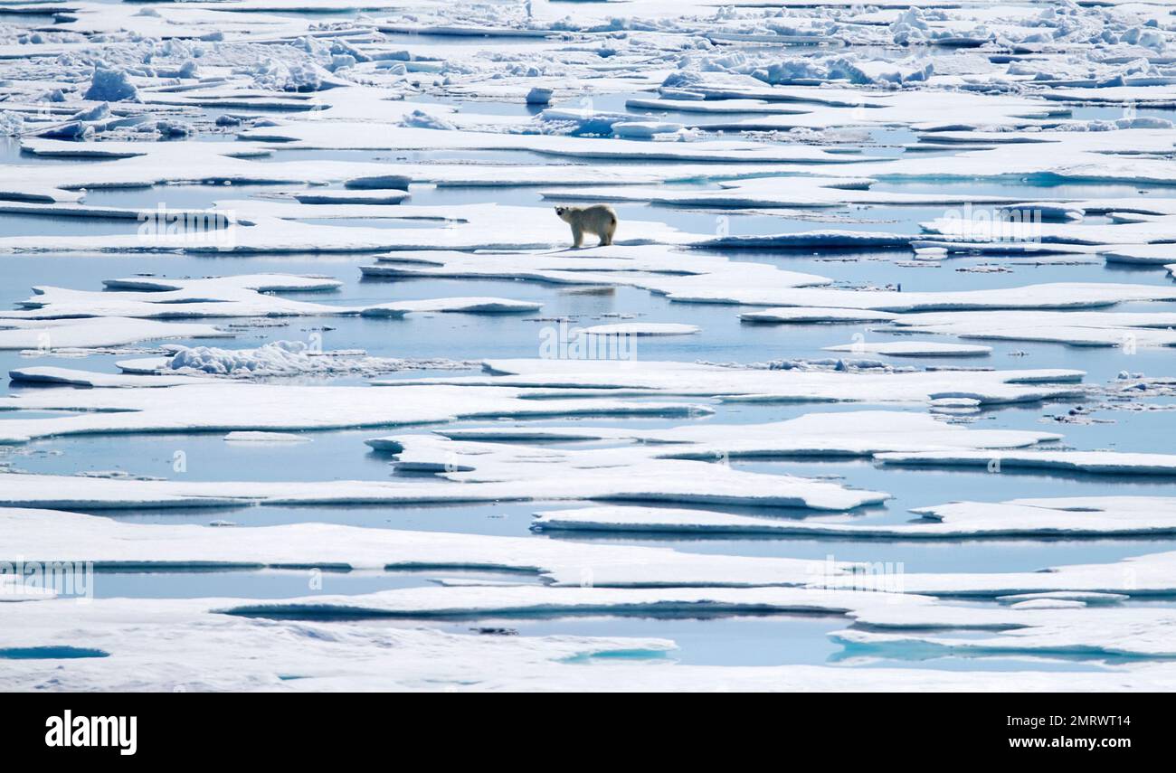 A polar bear walks over sea ice floating in the Victoria Strait in the ...