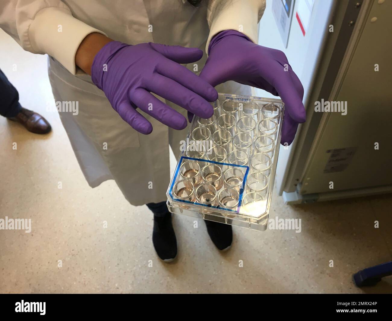 Samples of mini organs are shown at the Hubrecht Institute in Utrecht ...